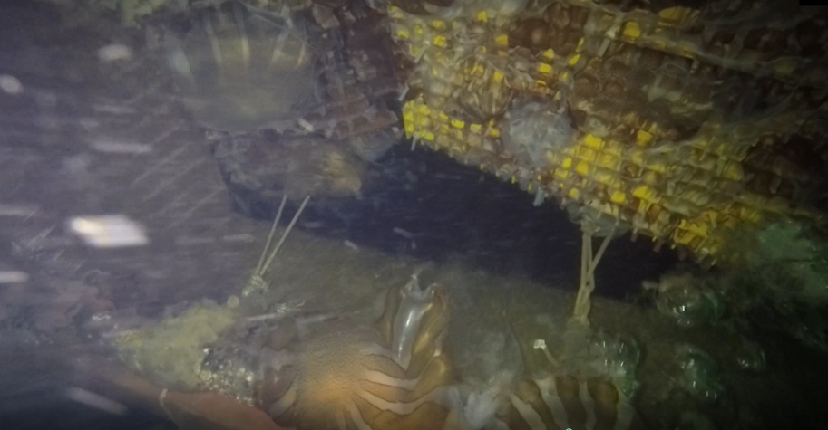 Design of intakes and outfalls to avoid risks during operation